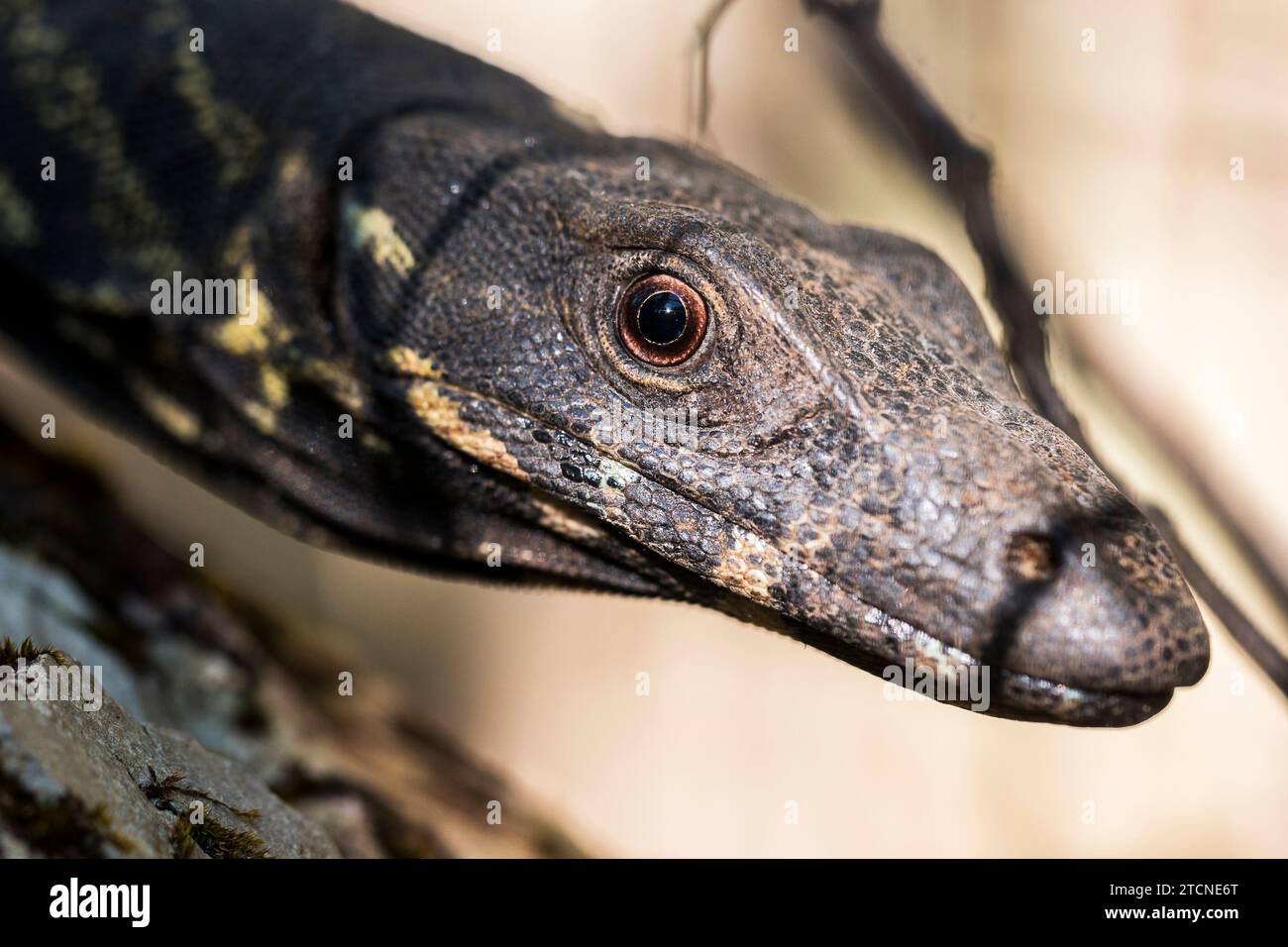 Varanus varius Portrait: The Australian Monitor Lizard Stock Photo - Alamy