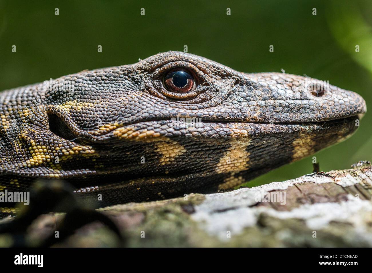 Varanus varius Portrait: The Australian Monitor Lizard Stock Photo - Alamy