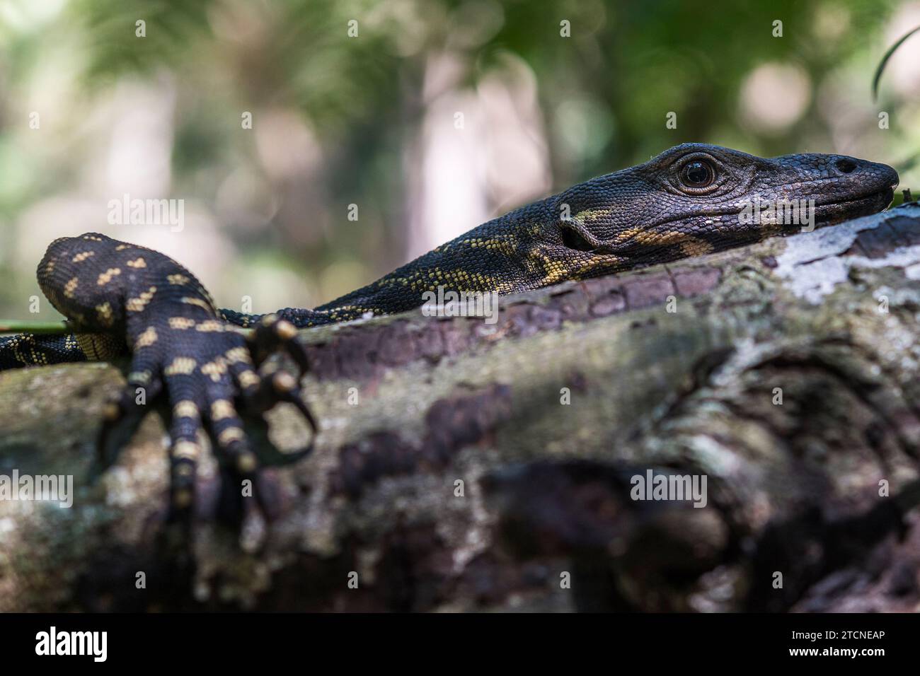 Varanus varius: Sunbathing in a Tree Stock Photo - Alamy