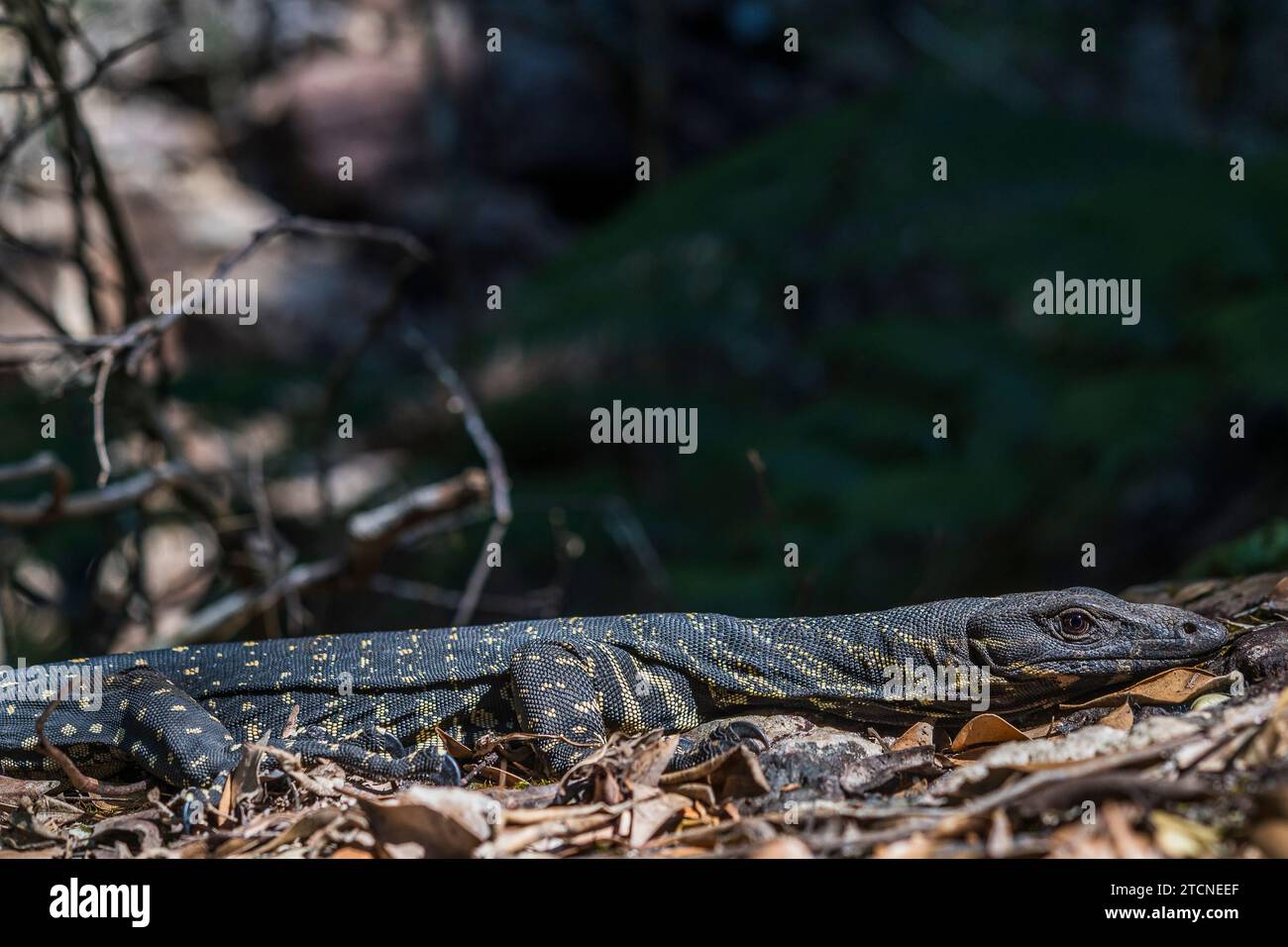 Habitat specific species hi-res stock photography and images - Alamy