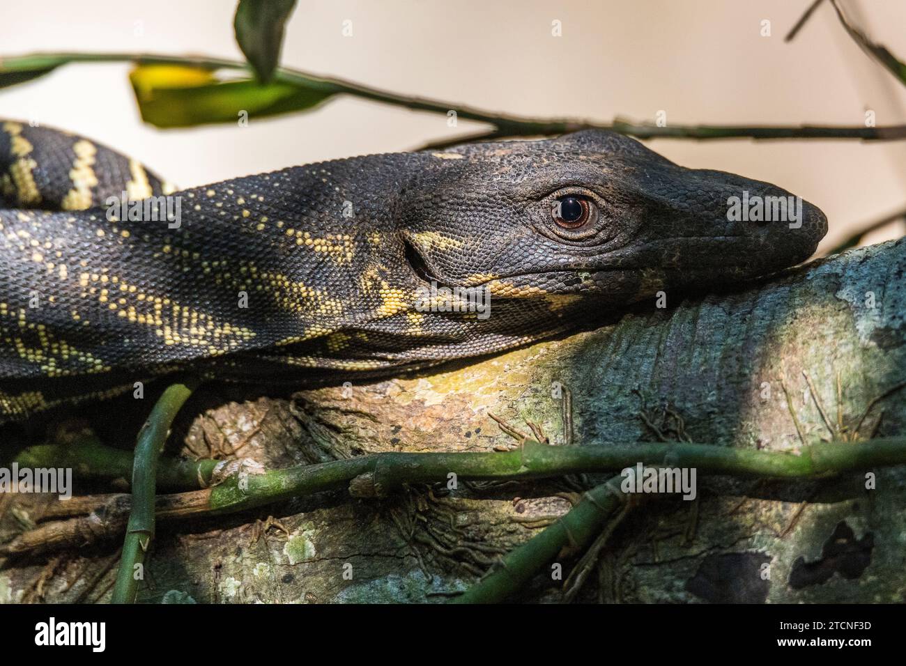 Varanus varius Portrait: The Australian Monitor Lizard Stock Photo - Alamy