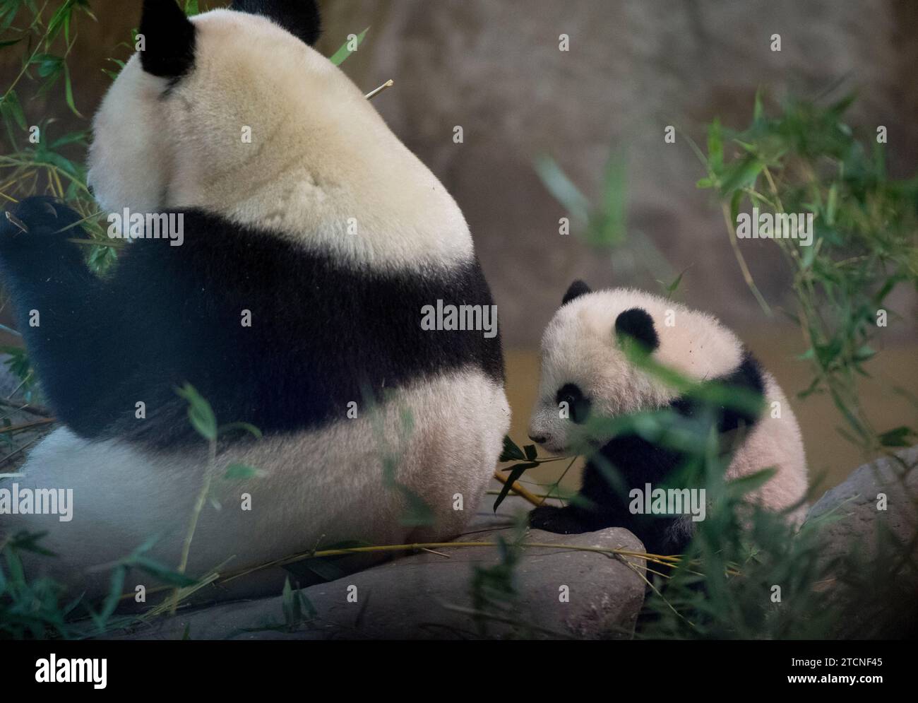 Madrid, 01/12/2017. Presentation of the new baby panda bear called ...