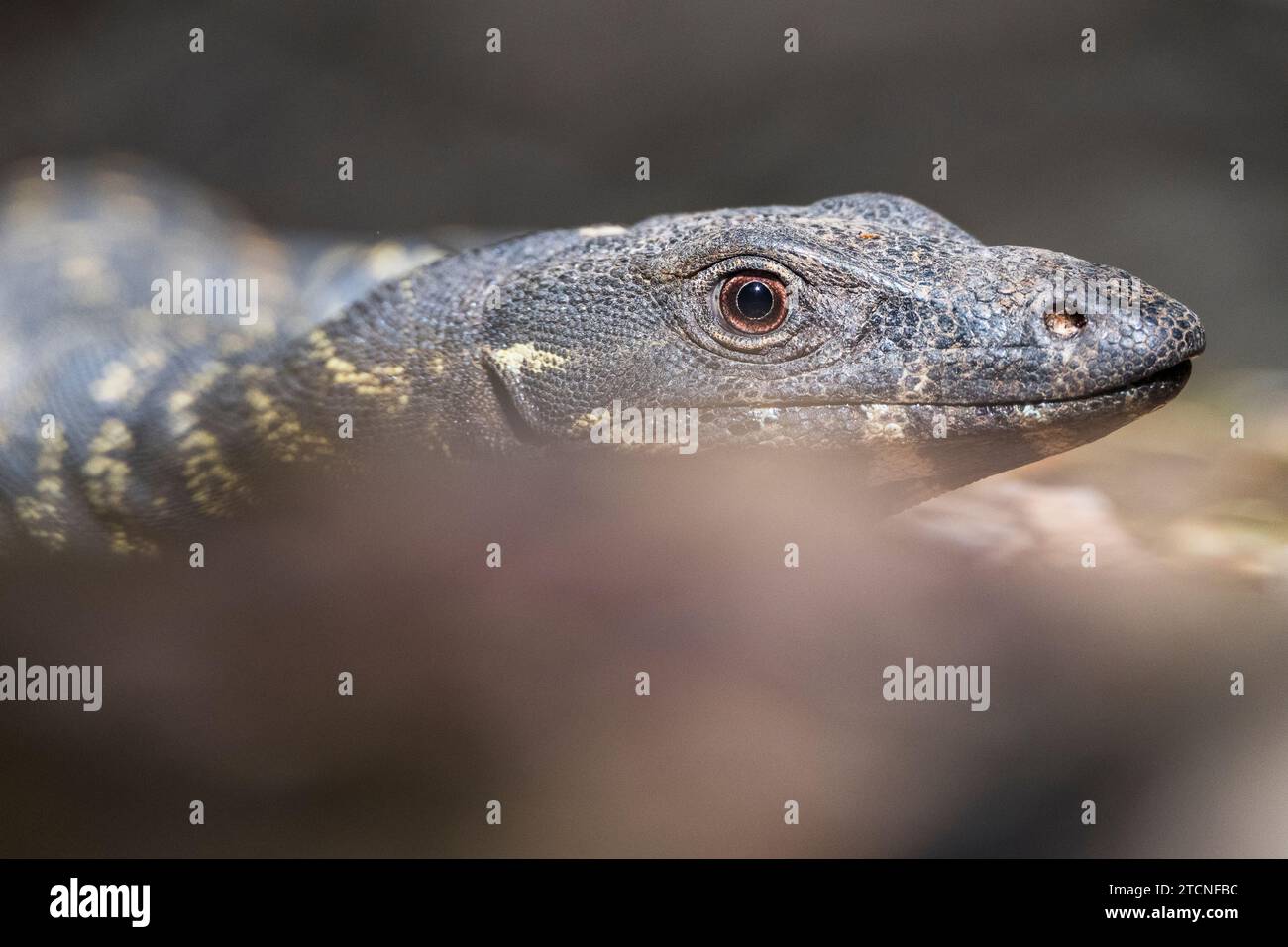 Varanus varius Portrait: The Australian Monitor Lizard Stock Photo - Alamy