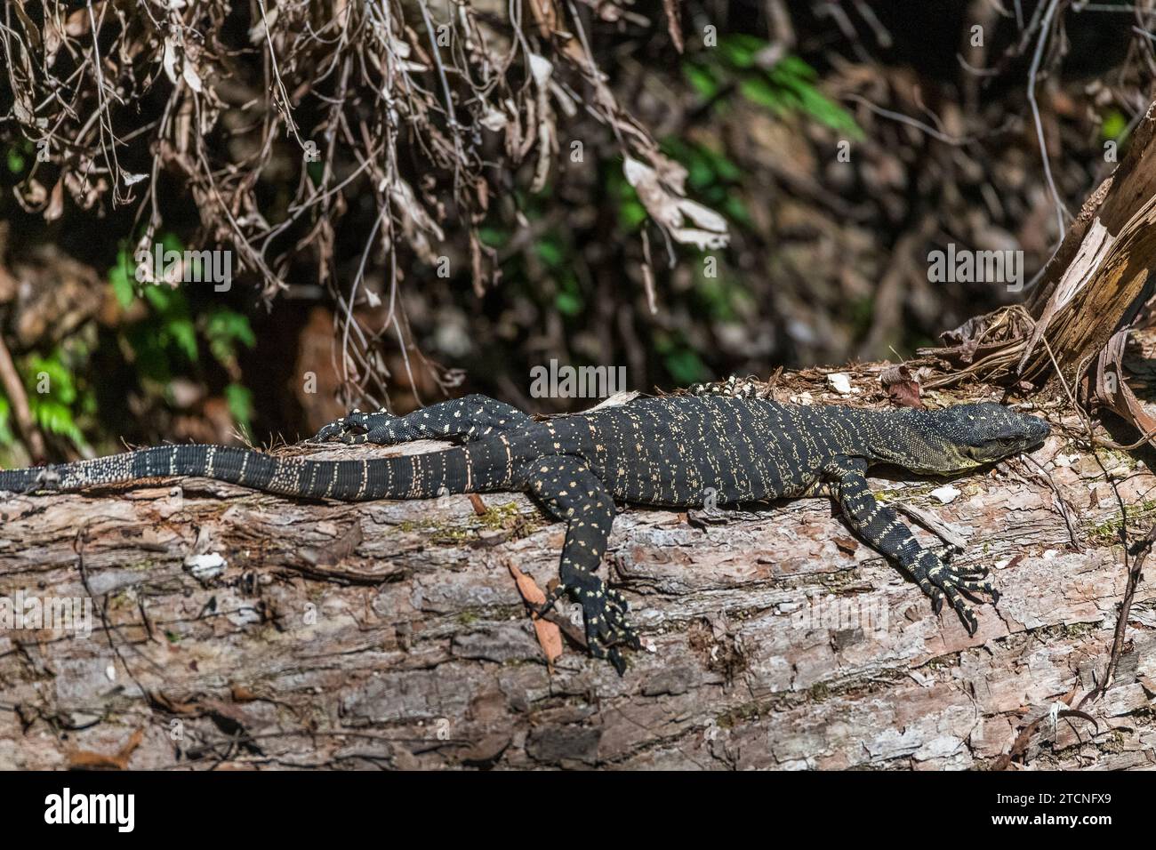 Varan in a tree hi-res stock photography and images - Alamy