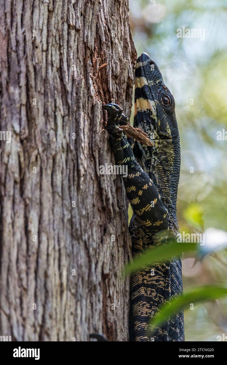 Varanus varius: Climbing a Tree Trunk Stock Photo - Alamy