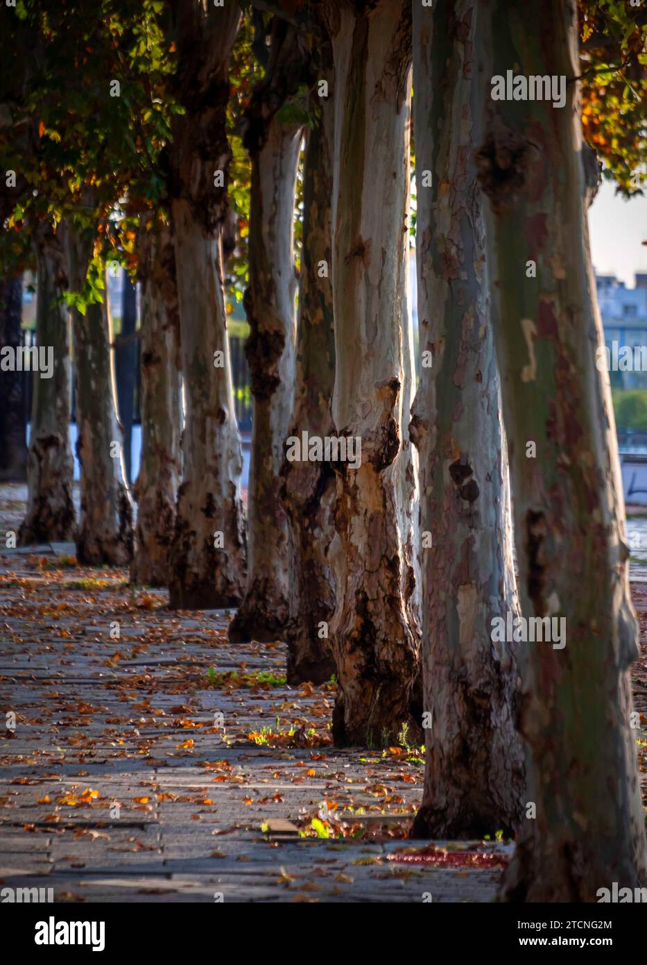 Manuel i rey hi-res stock photography and images - Alamy