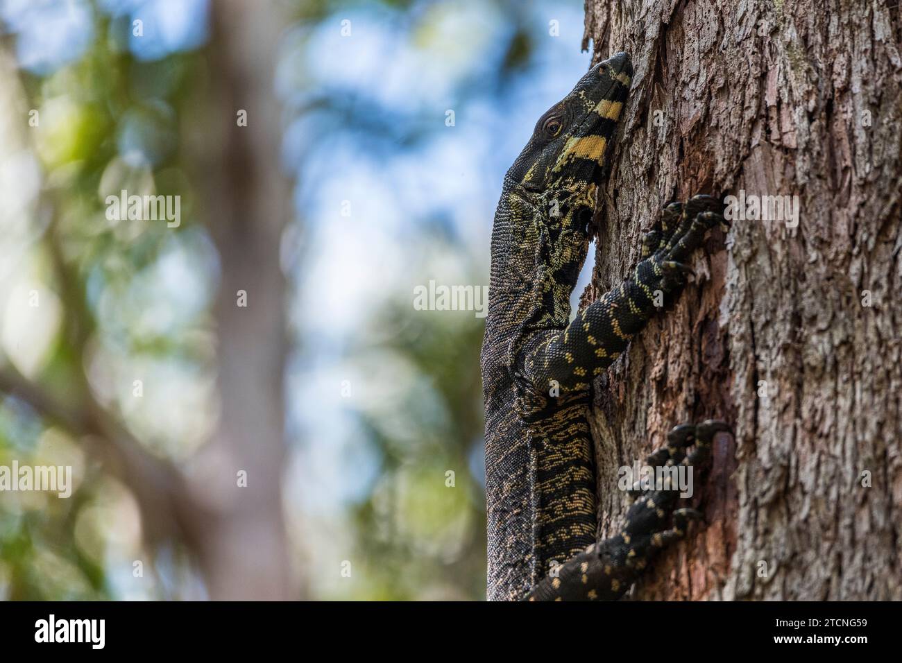 Varanus varius: Climbing a Tree Trunk Stock Photo - Alamy