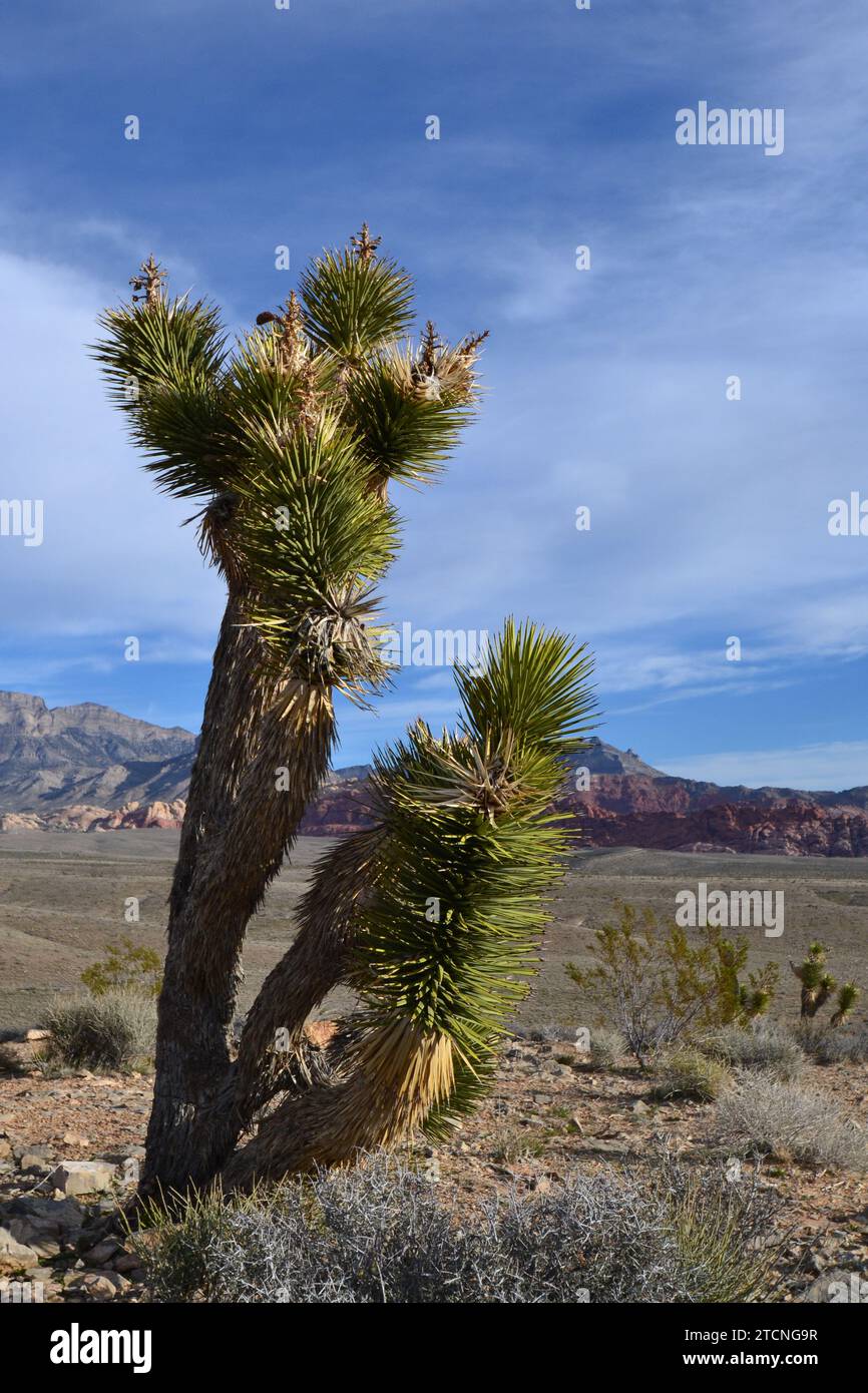 Cactus in the high desert of Tucson Arizona USA Stock Photo - Alamy
