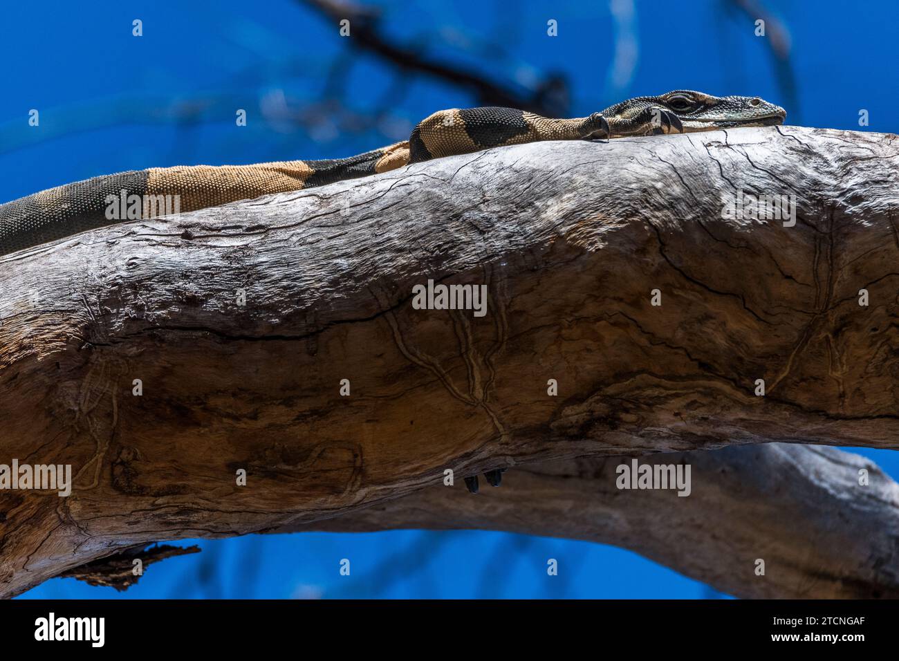 Varan in a tree hi-res stock photography and images - Alamy