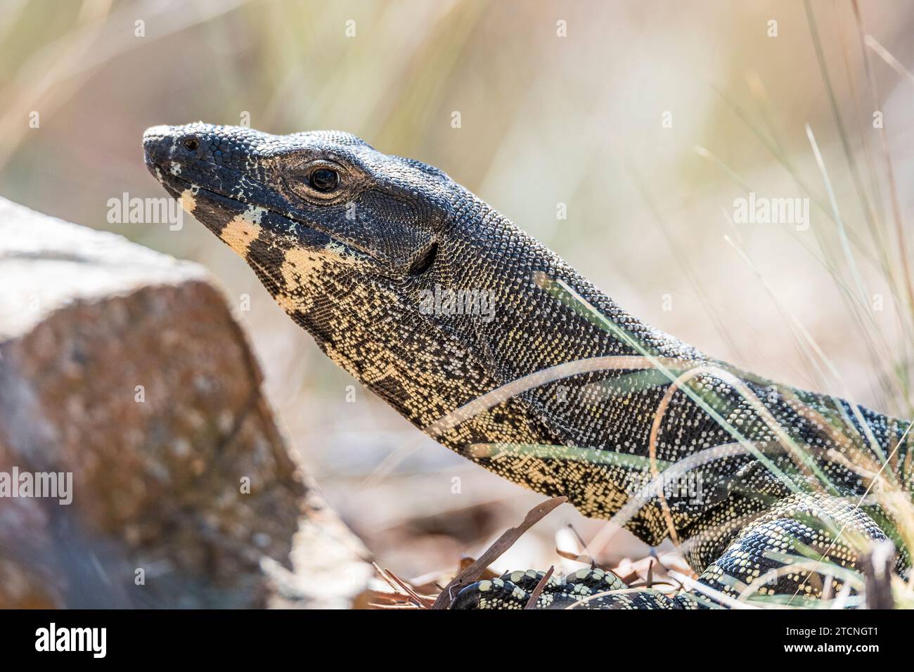 Reptilian classification hi-res stock photography and images - Alamy