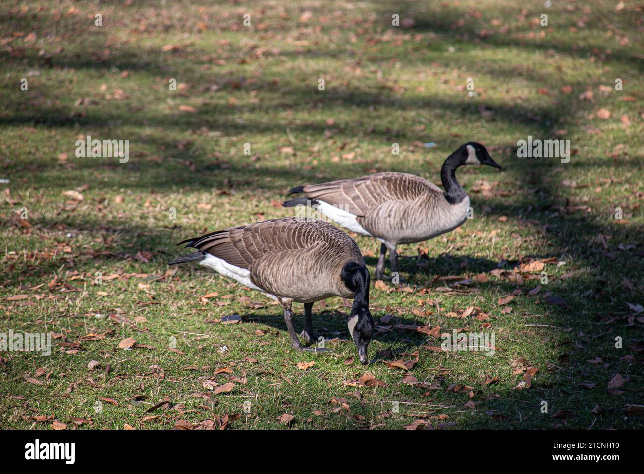 Canada goslings fly hi-res stock photography and images - Alamy