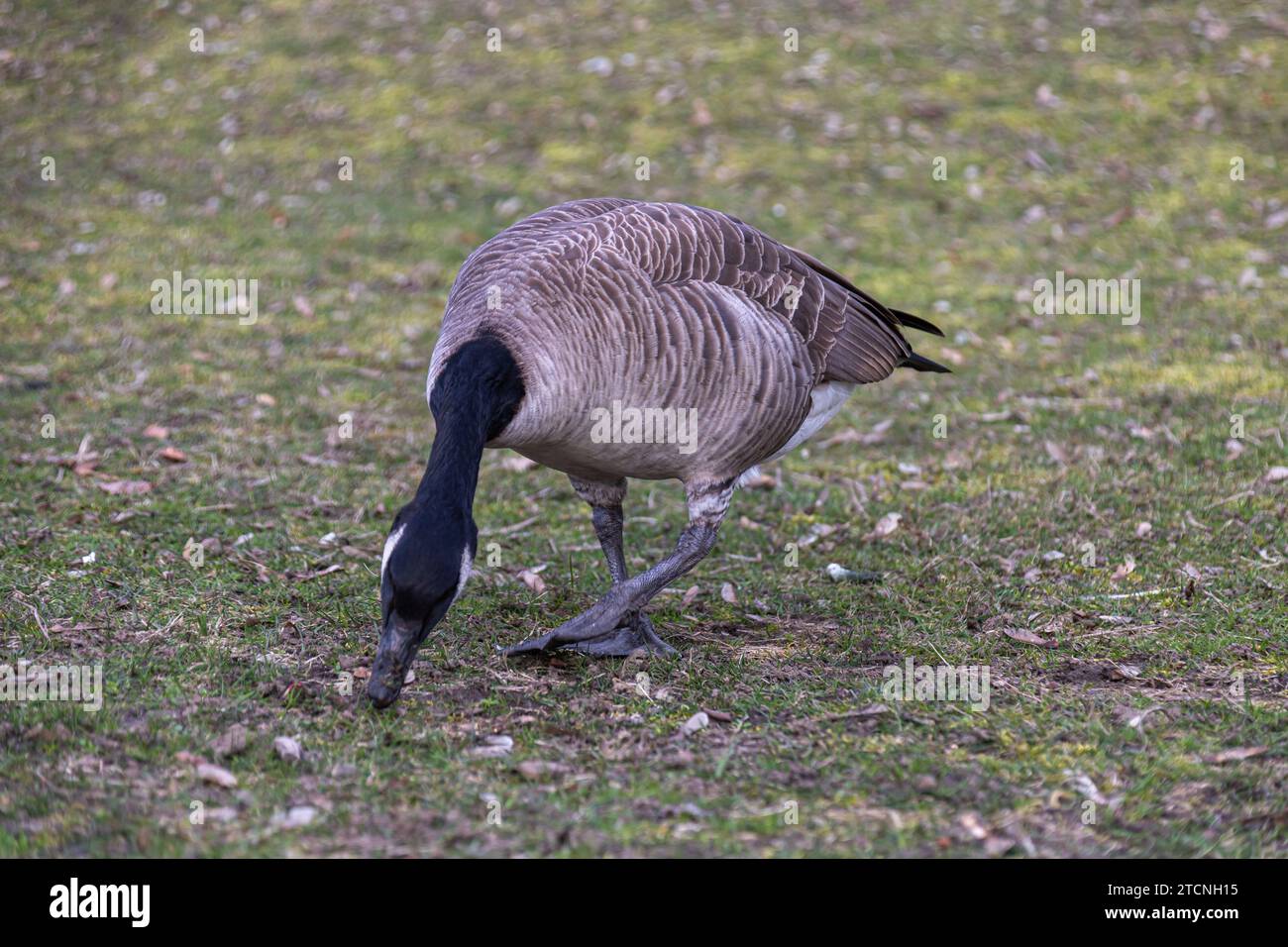 Canada goslings fly hi-res stock photography and images - Alamy