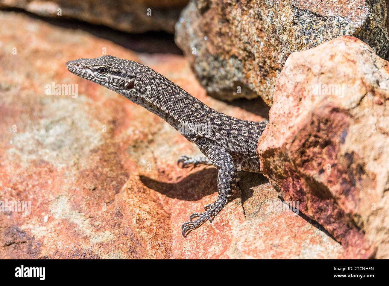 Varanus tristis: Young black-headed monitor or black-tailed monitor ...