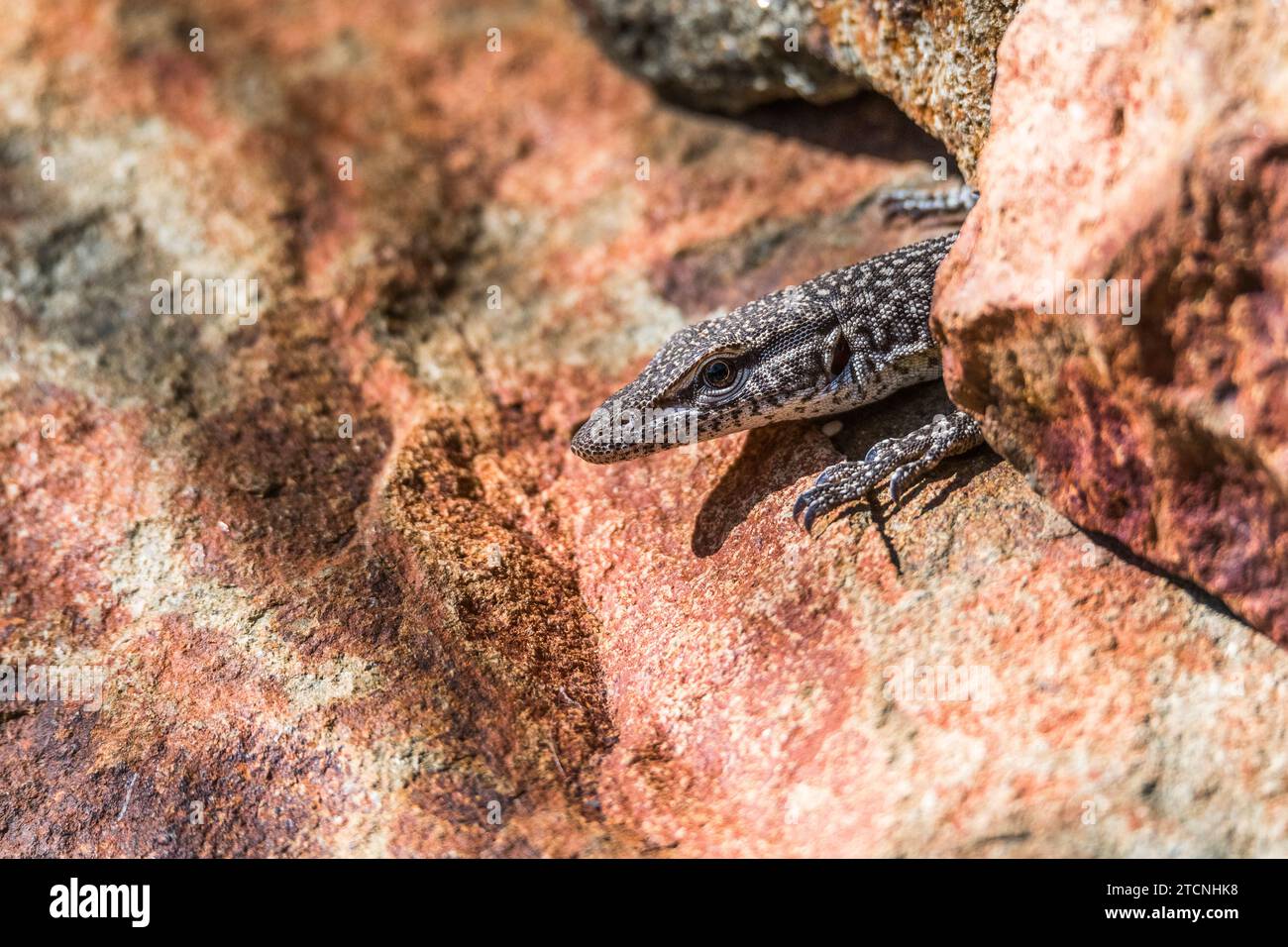 Varanus tristis: Young black-headed monitor or black-tailed monitor ...