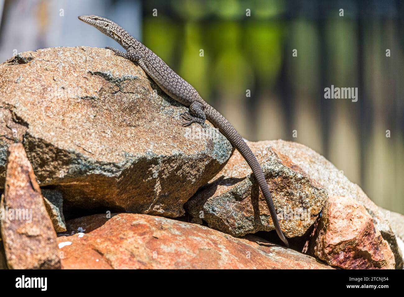 Varanus tristis: Young black-headed monitor or black-tailed monitor ...