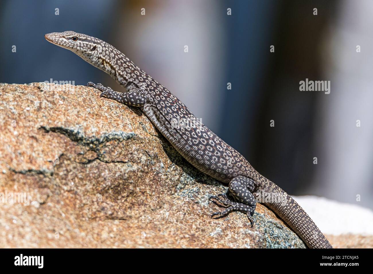 Varanus tristis: Young black-headed monitor or black-tailed monitor ...