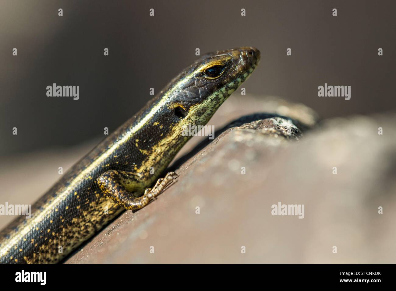 Eulamprus quoyii, eastern water skink, eastern water-skink, or golden ...