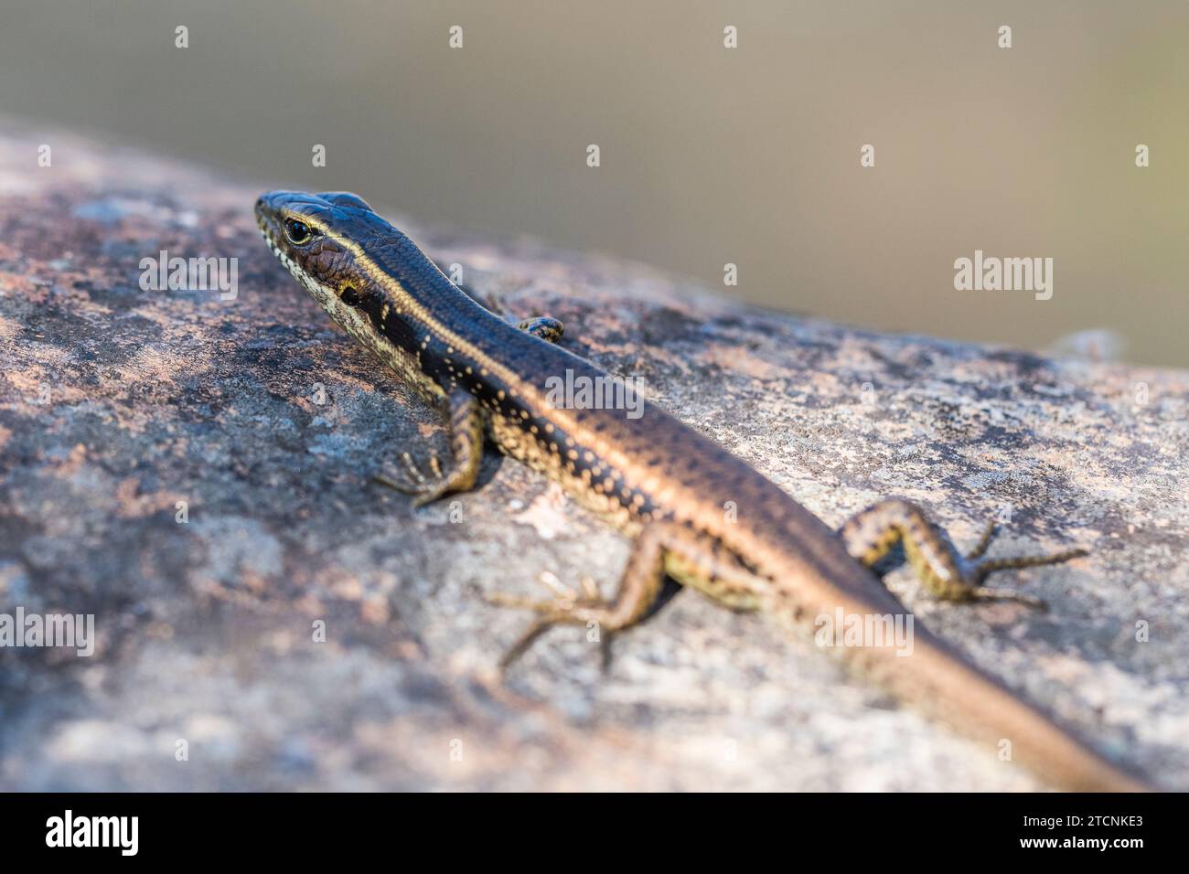 Skink anatomy hi-res stock photography and images - Alamy