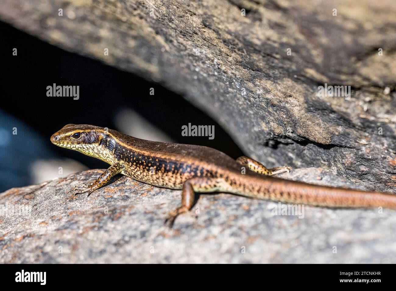 Eulamprus quoyii, eastern water skink, eastern water-skink, or golden ...