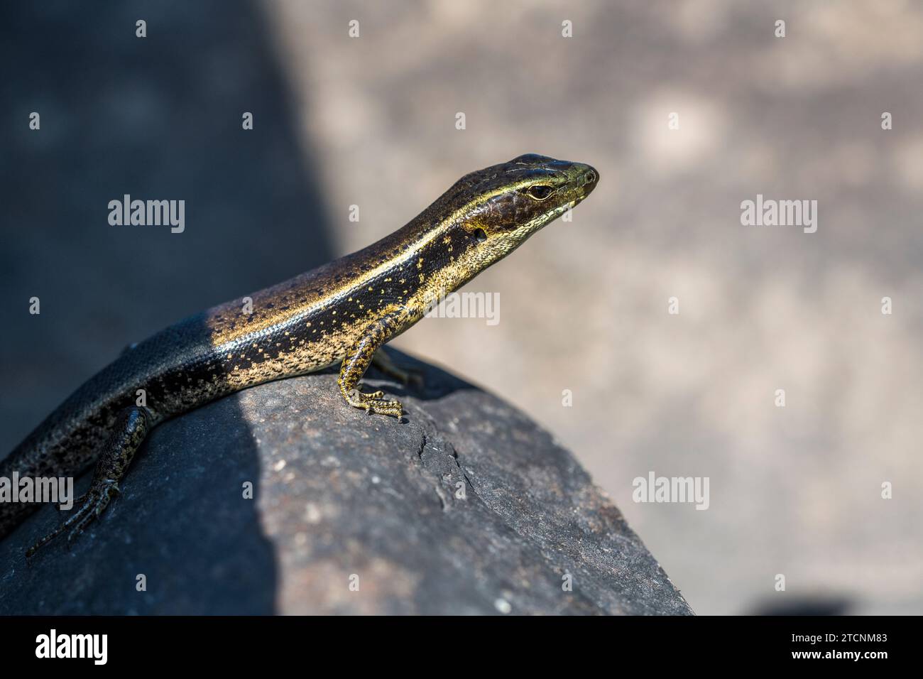 Eulamprus quoyii, eastern water skink, eastern water-skink, or golden ...