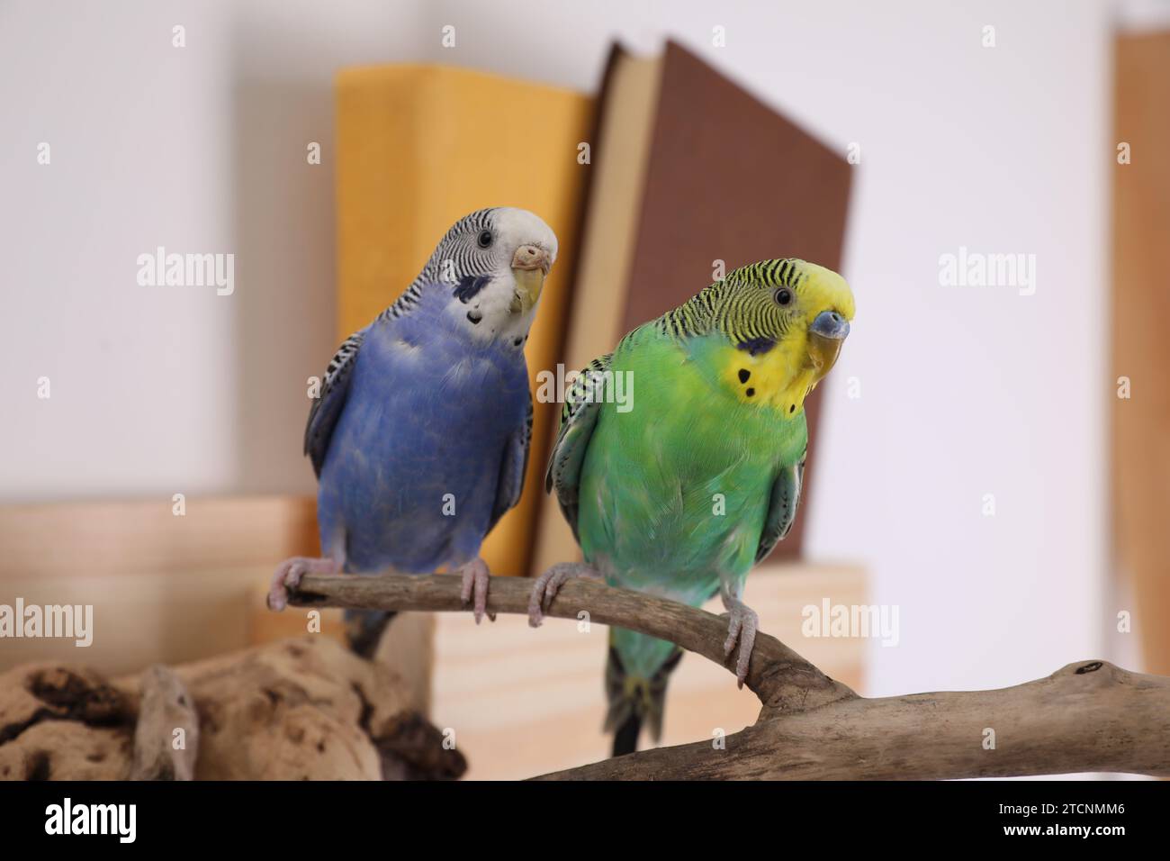 Beautiful bright parrots on branch indoors. Cute pets Stock Photo - Alamy