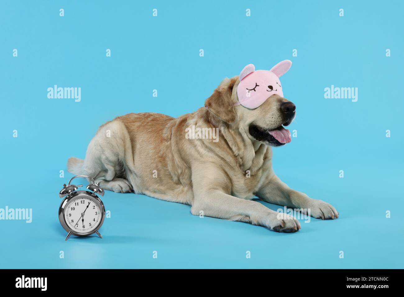 Cute Labrador Retriever with sleep mask and alarm clock resting on ...