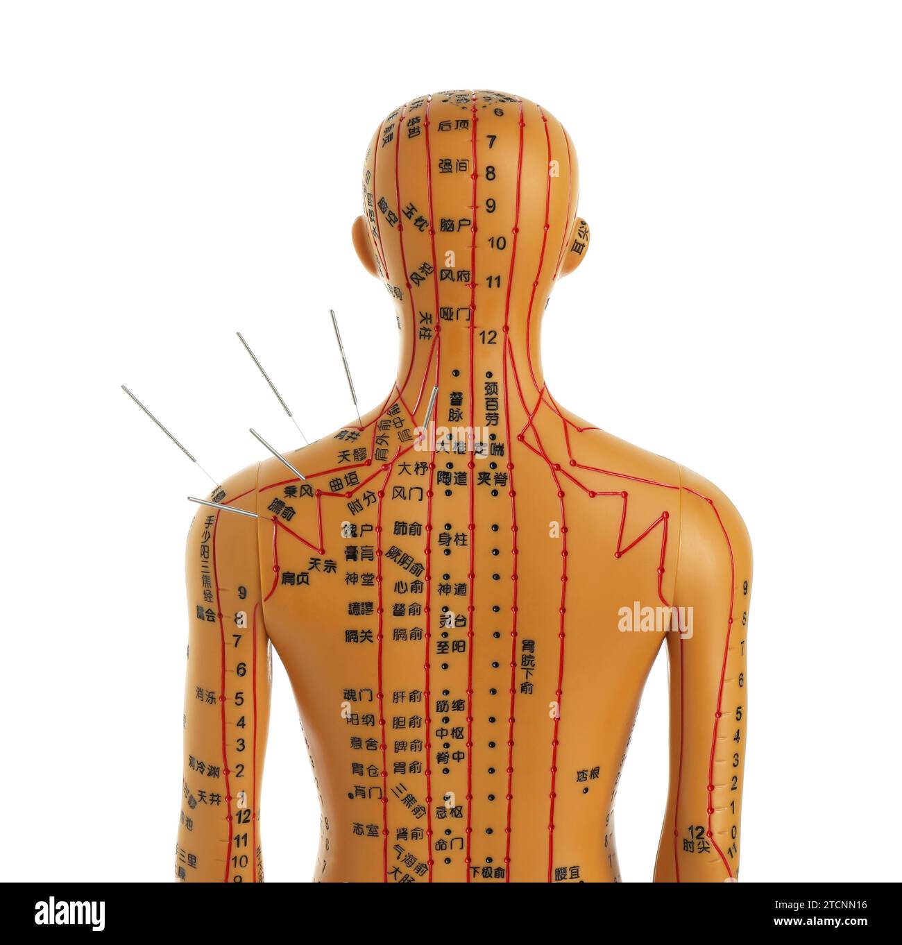 Acupuncture - alternative medicine. Human model with needles in ...