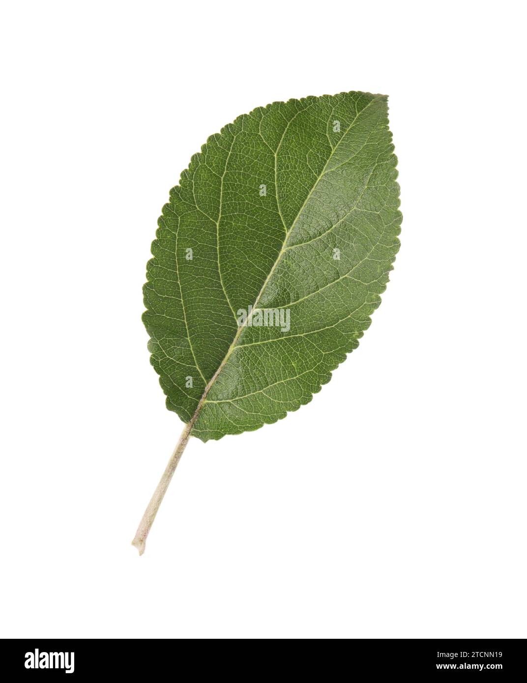 One fresh apple tree leaf isolated on white Stock Photo - Alamy