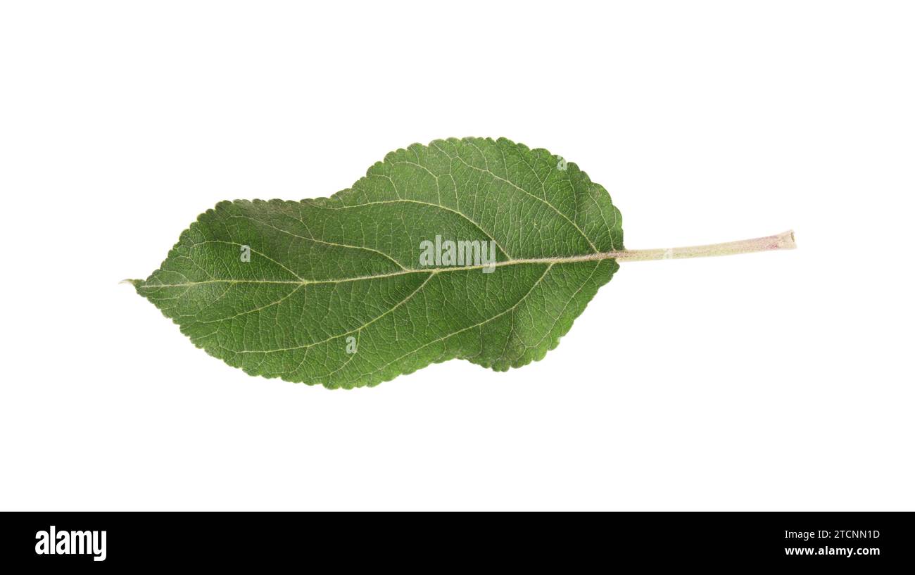 One green leaf of apple tree isolated on white Stock Photo - Alamy