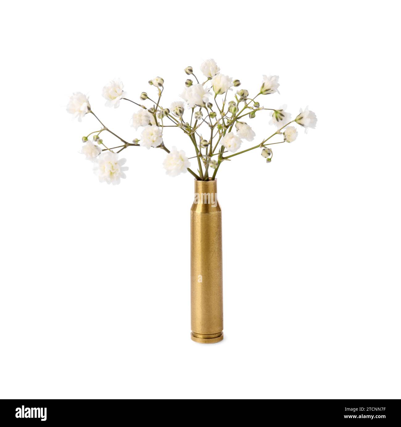 Beautiful gypsophila flowers in bullet case isolated on white Stock ...