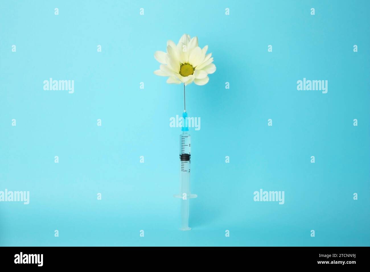 Medical syringe and beautiful chrysanthemum flower on light blue ...