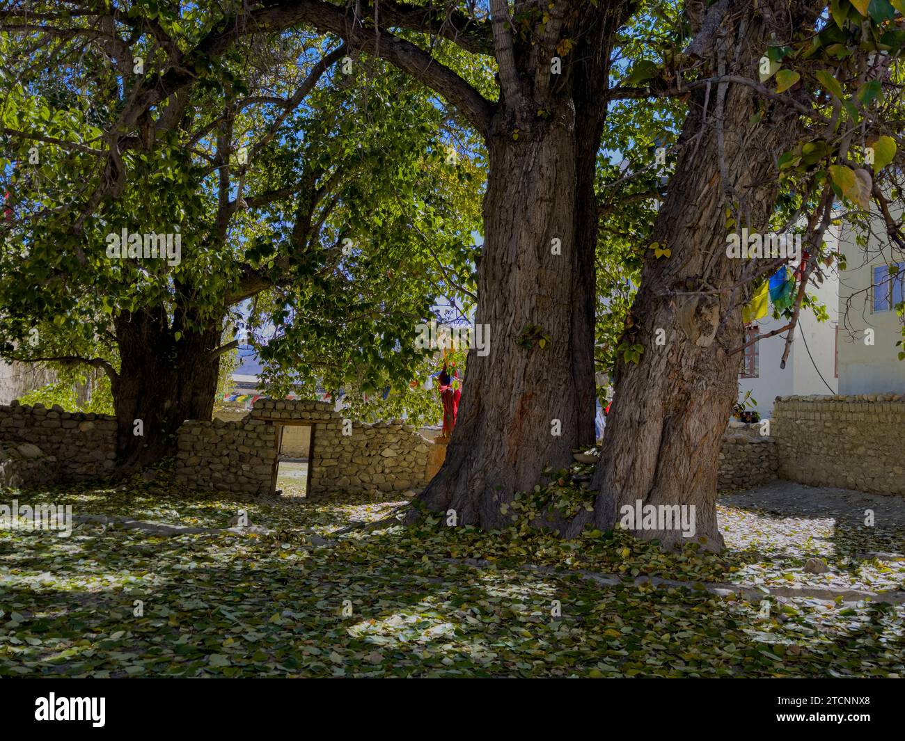 Largest living tree in Lo Manthang - Mustang District, Nepal Stock ...