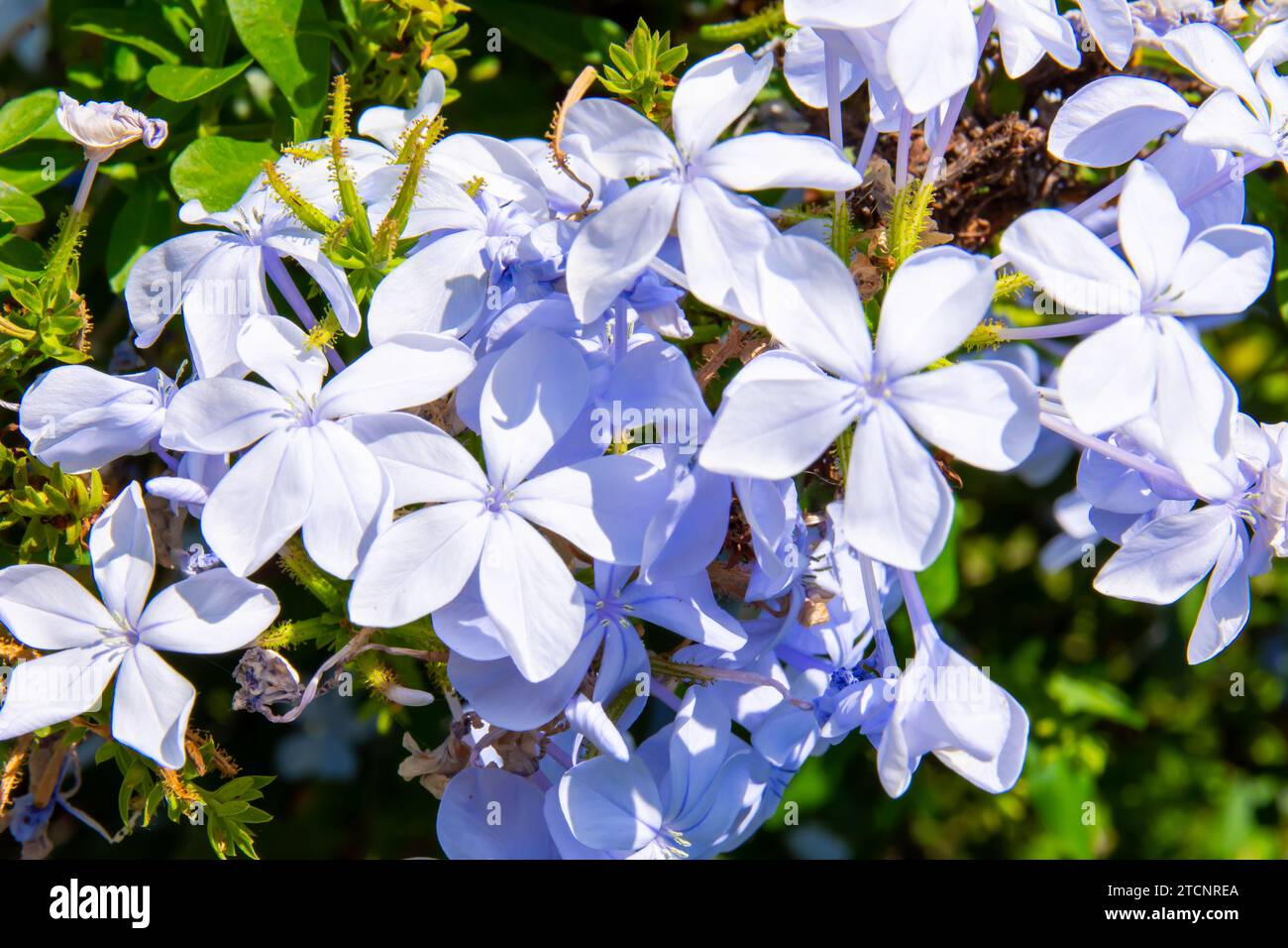 A Cluster of Blue Royal Cape Plumbago, Plumbago auriculata Stock Photo ...
