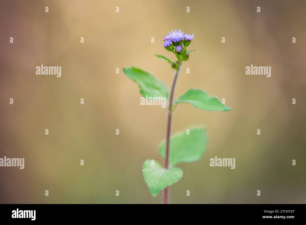 Praxelis (Praxelis clematidea), An Invasive Asteraceae from South ...