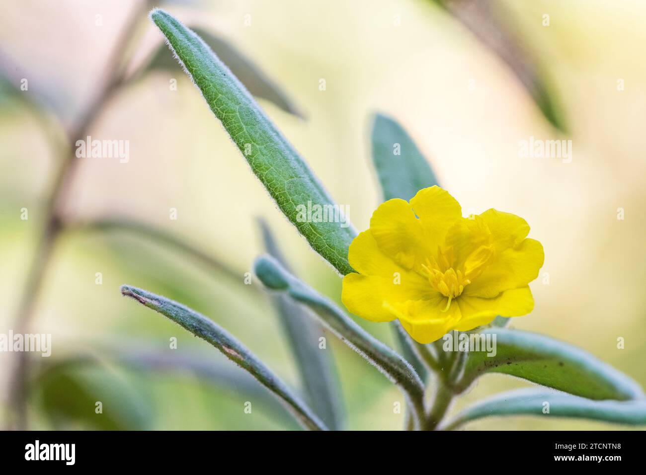 Hibbertia Velutina: The Velvet Guinea Flower of Australia's Bushland ...