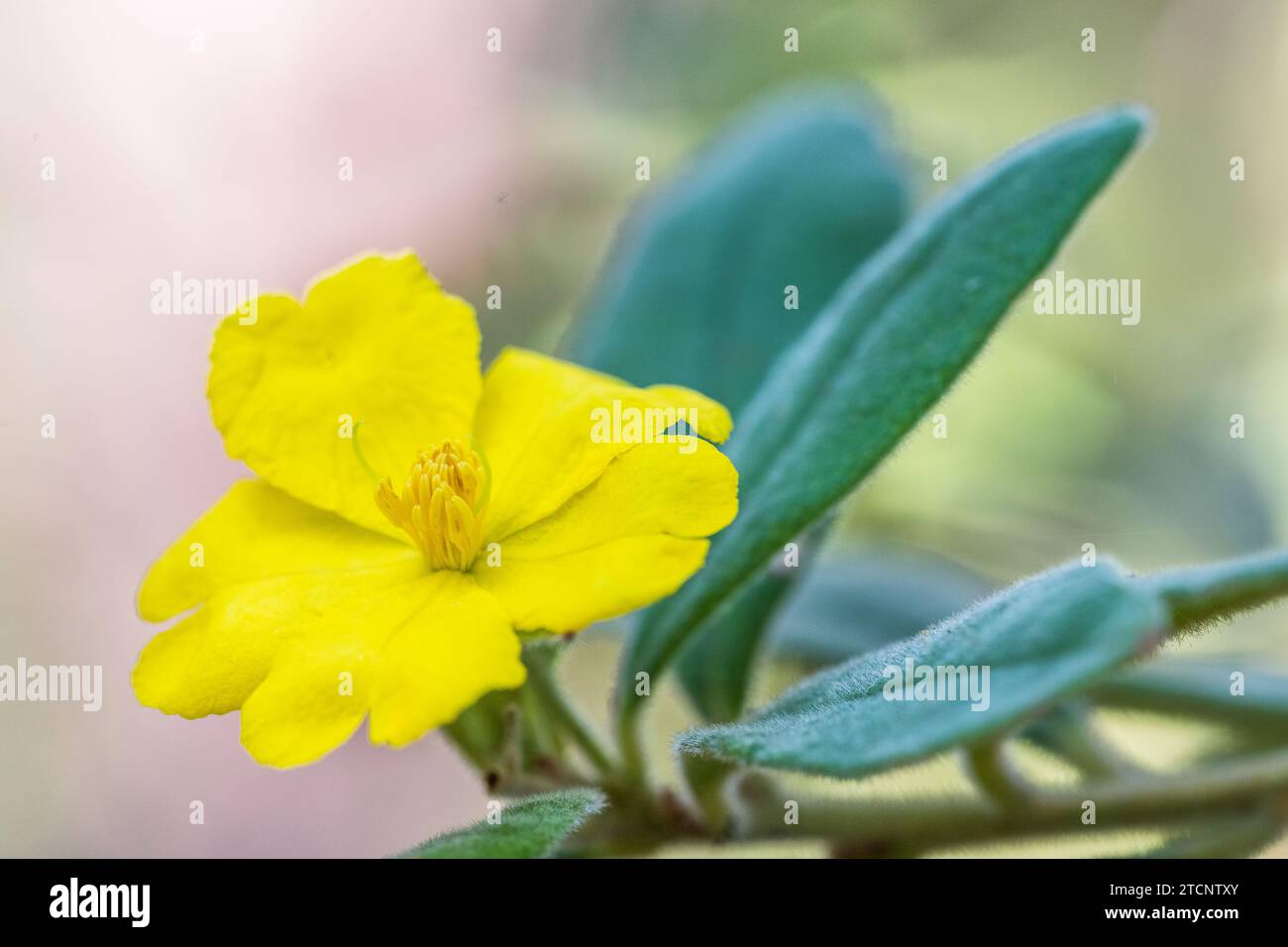 Hibbertia Velutina: The Velvet Guinea Flower of Australia's Bushland Stock Photo - Alamy