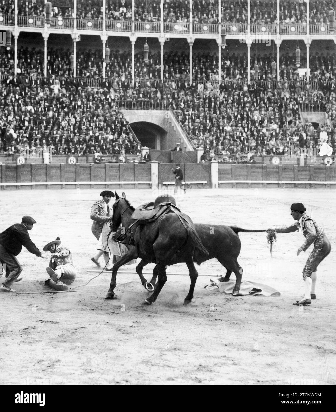 Bull tailing hi-res stock photography and images - Alamy