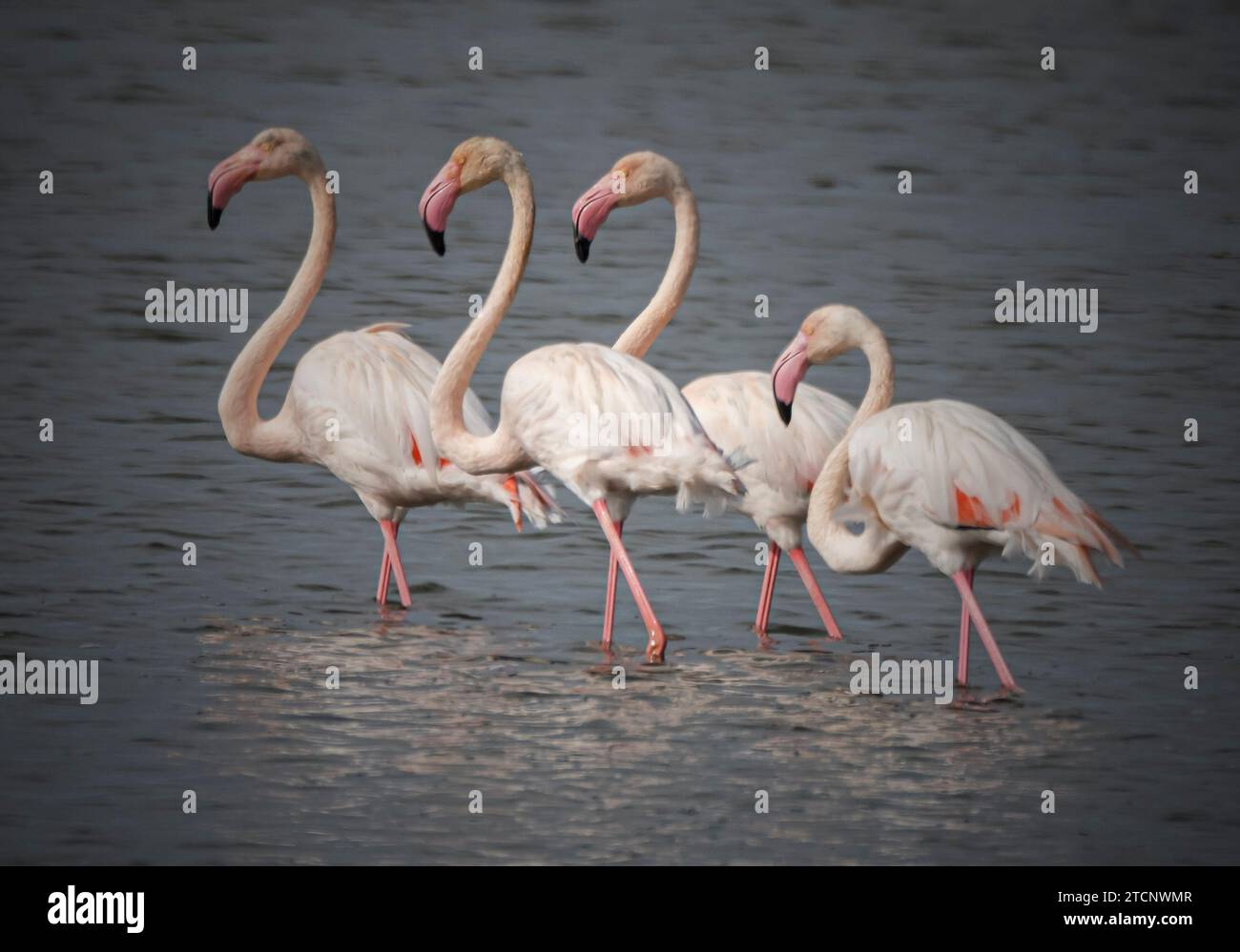 Seville, 10/26/2022. Report on the Veta la Palma farm. Flamingos and various birds in this area ...