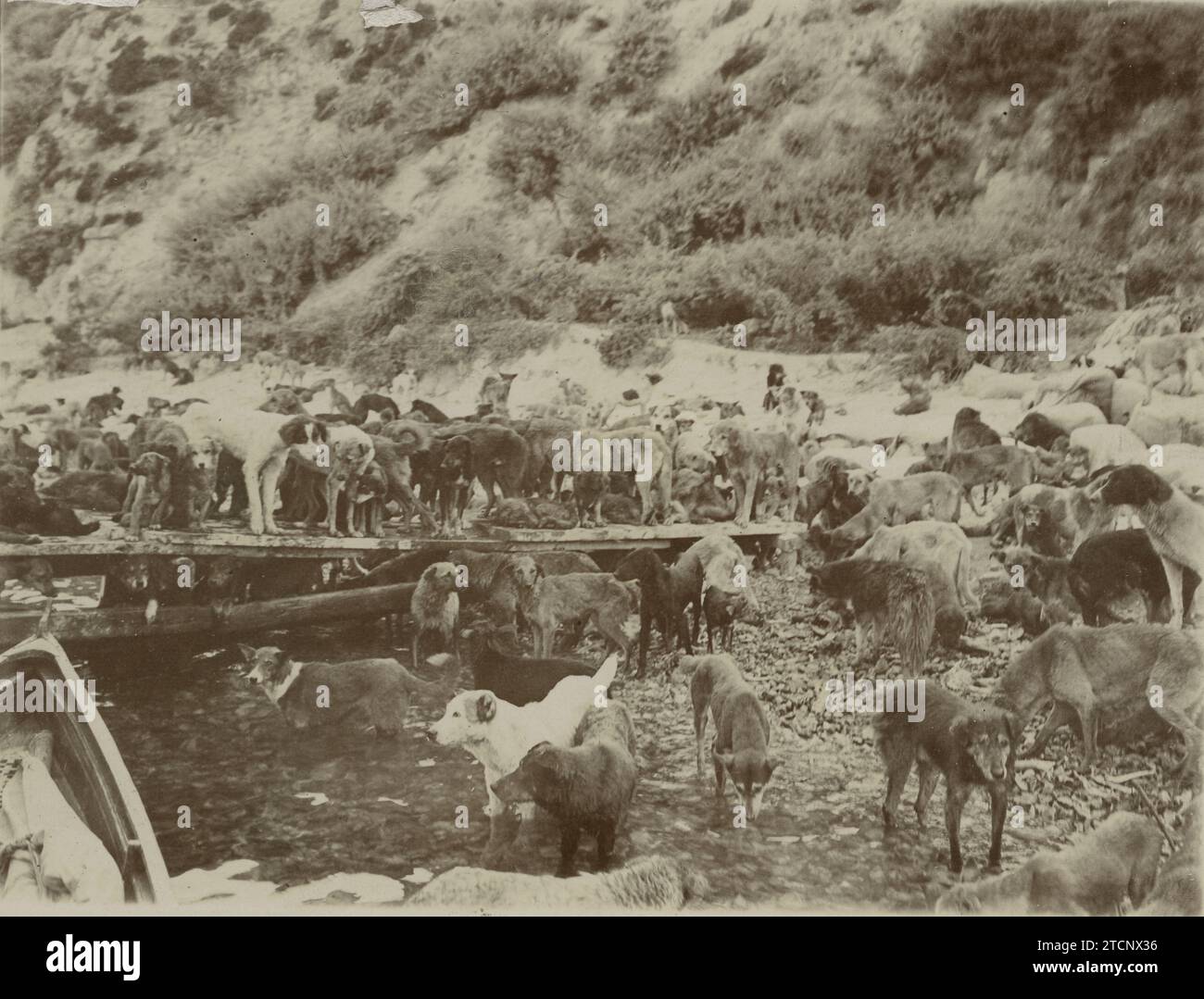 Sivriada, September 1910. The dogs banished from Constantinople. A ...