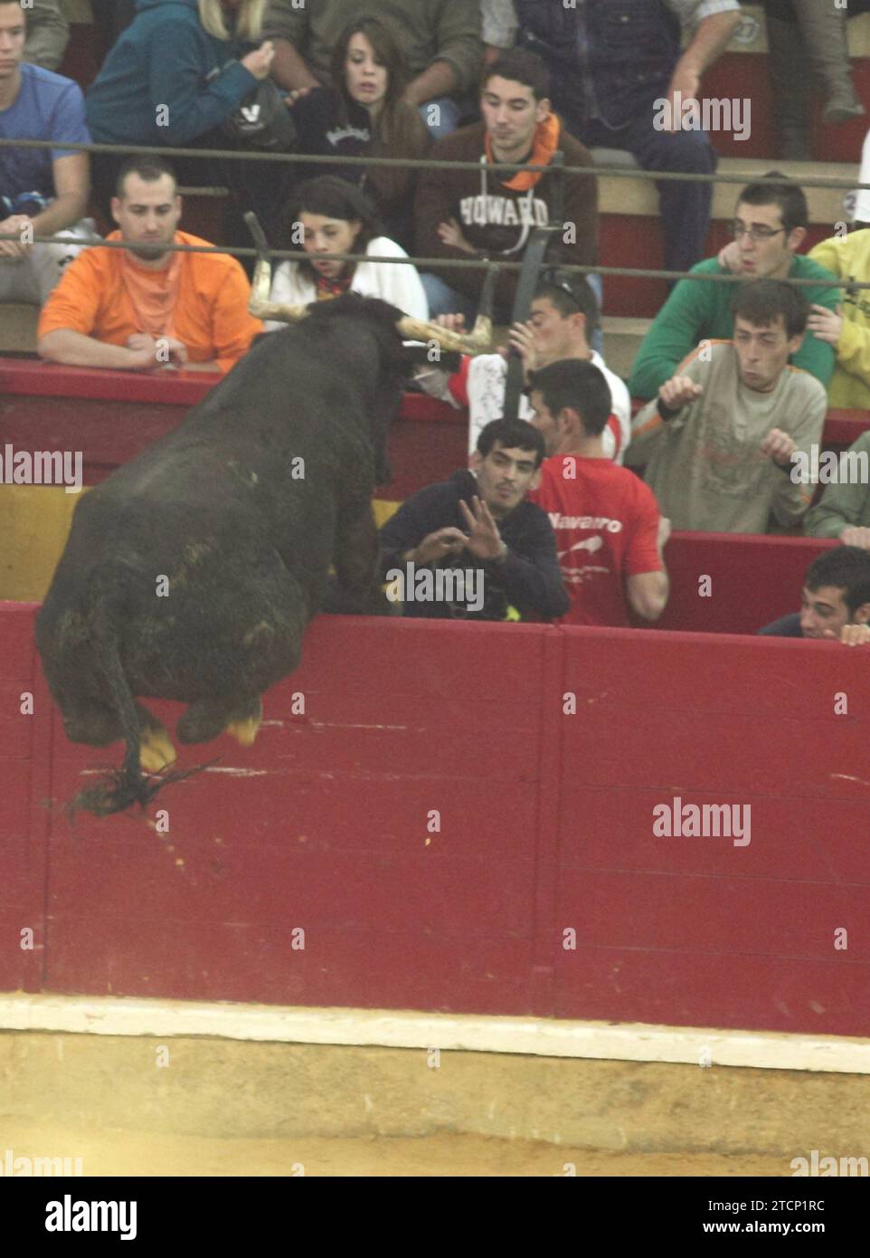 Zaragoza October 6, 2013 Fiestas del Pilar Heifers photo fabian Simon ...