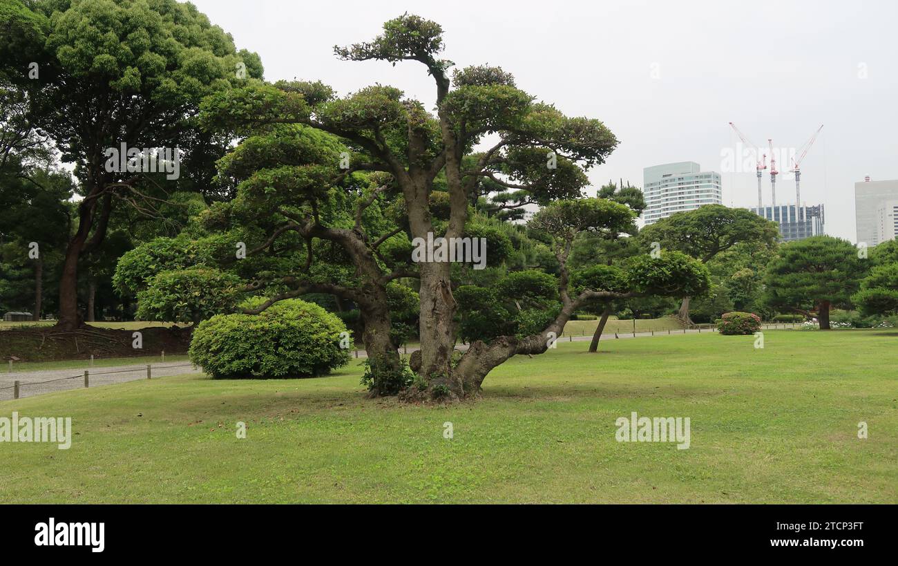 various images from a trip to Tokyo and hiroshima featuring food ...