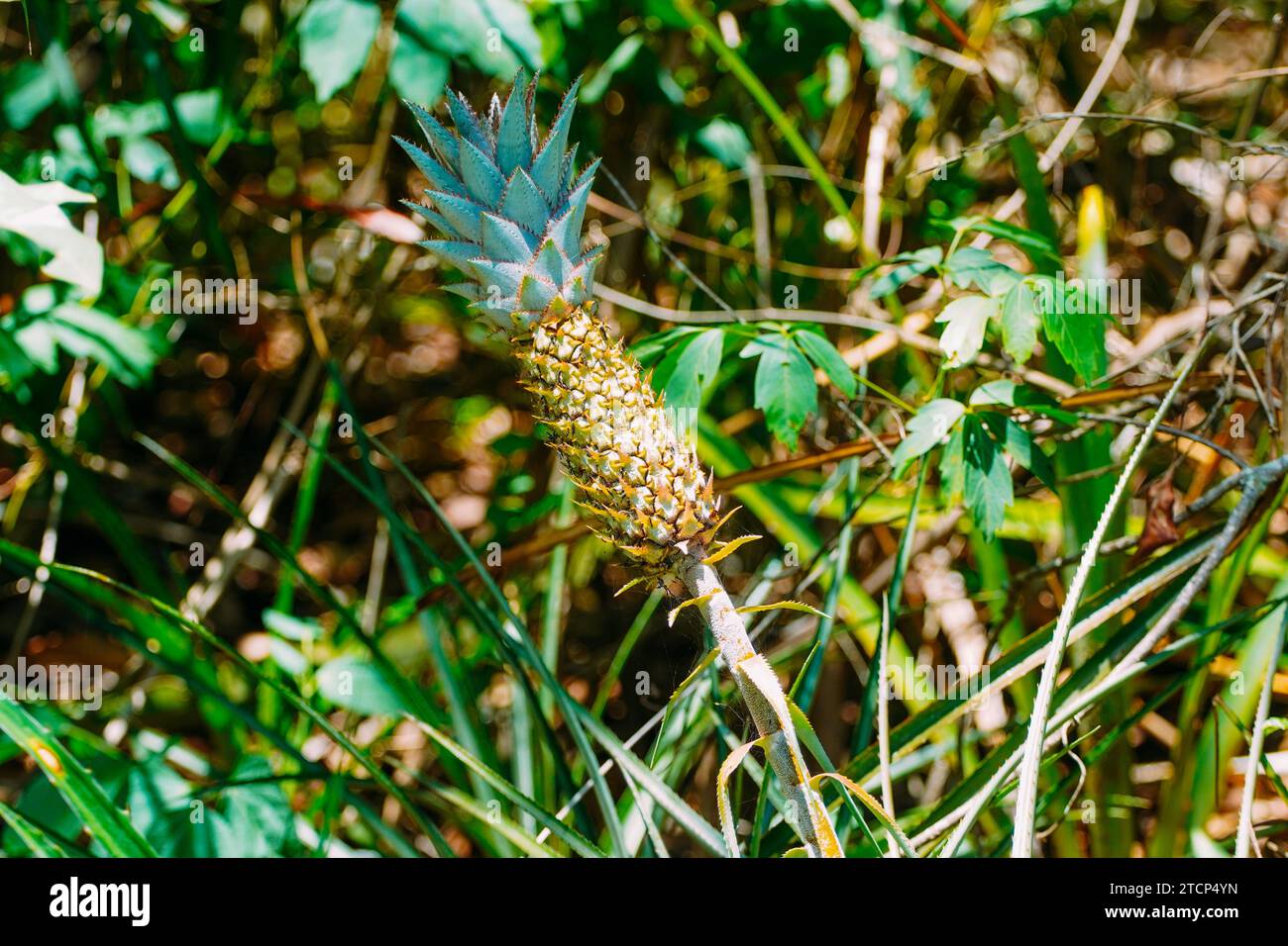 Cerrado pineapple hi-res stock photography and images - Alamy