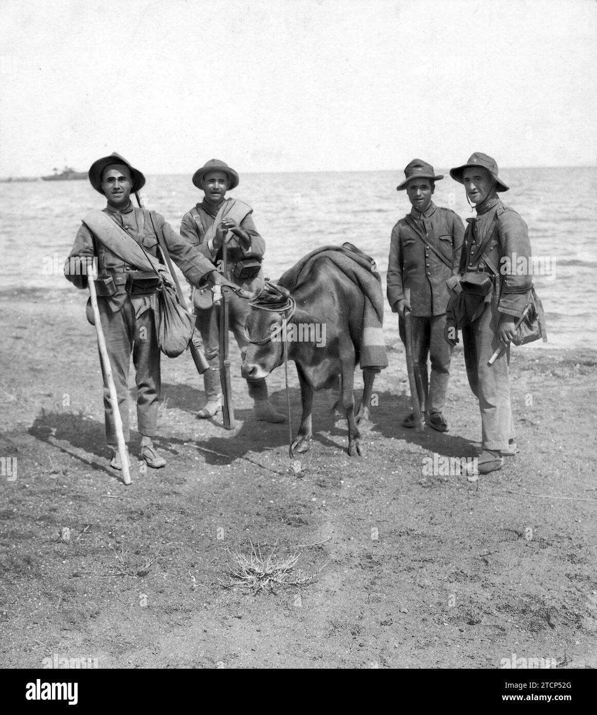 08/31/1921. Melilla. In the Wells of Aograz. Cow Captured by Soldiers ...