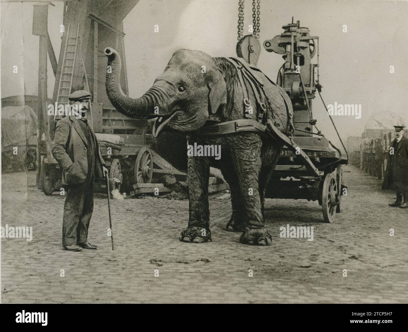 Sheffield (England), February 1916. Elephants in industry. Elephant ...