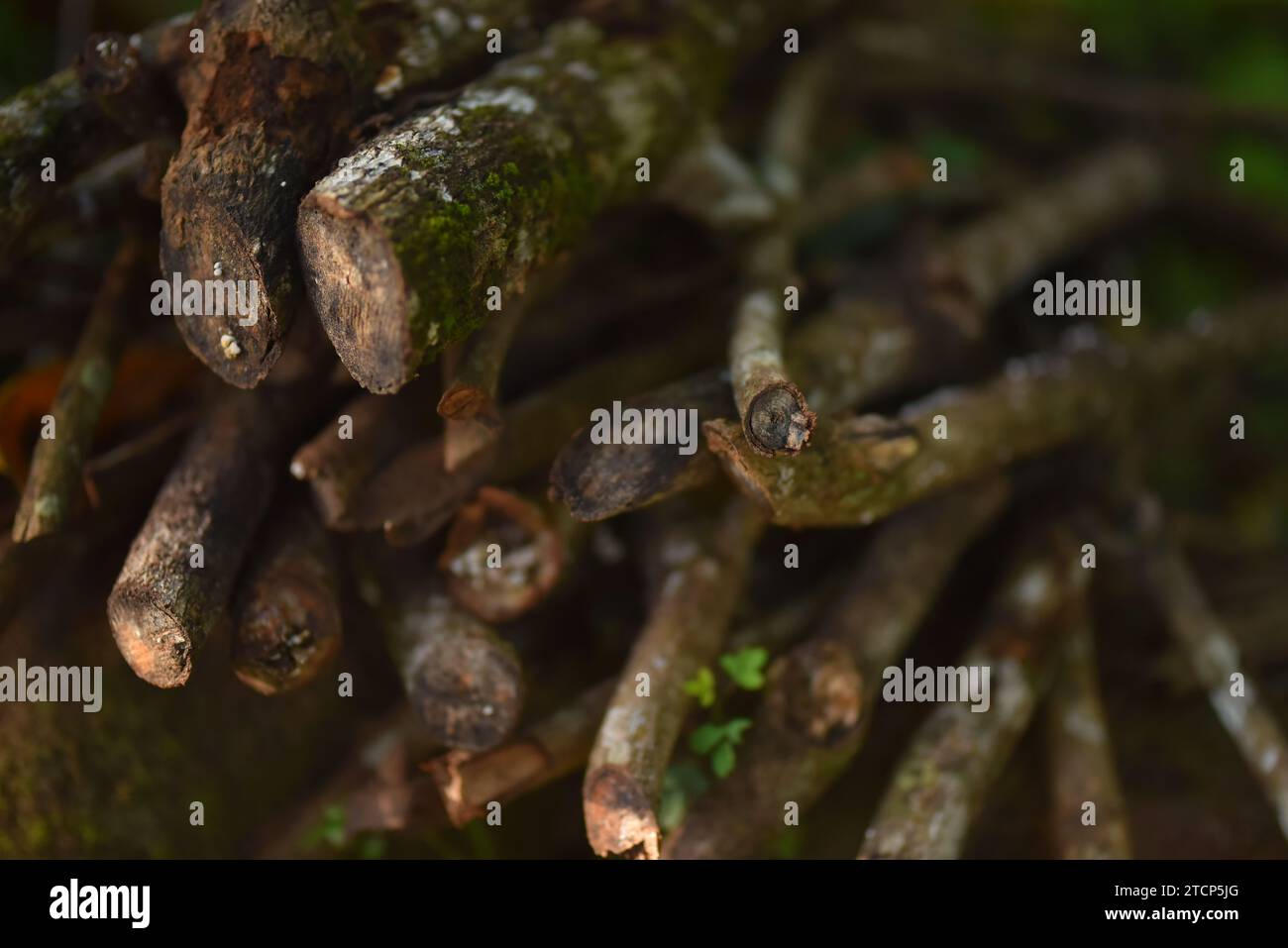 pile of sticks and branches in a forest Stock Photo - Alamy