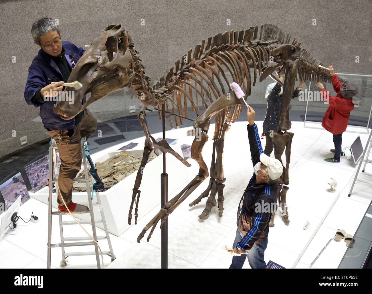 Dinosaur skeleton specimens are cleaned as end-of-year general cleaning ...