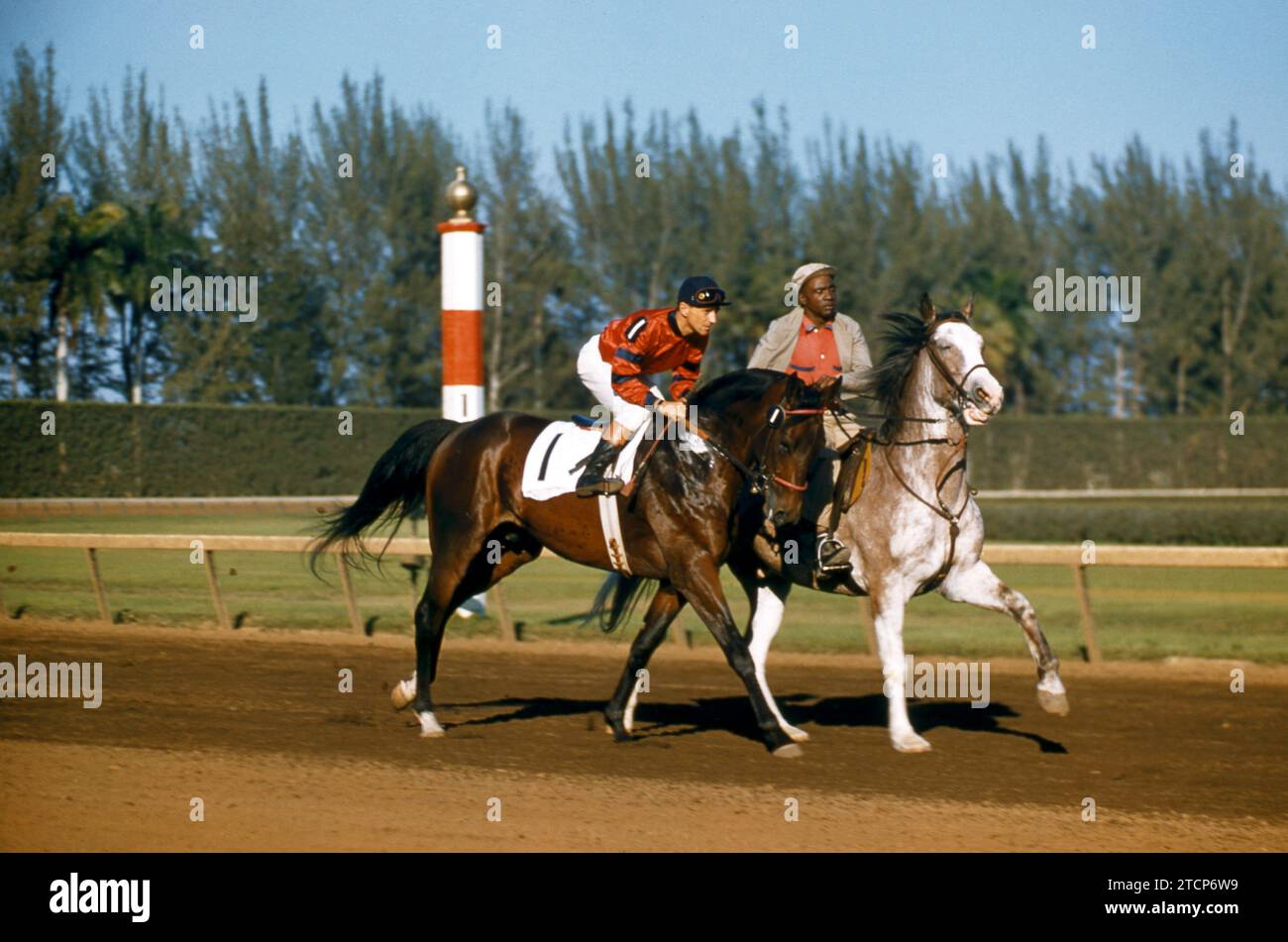 HIALEAH, FL - MARCH 2: Iron Liege (1954-1972) warms up before the ...