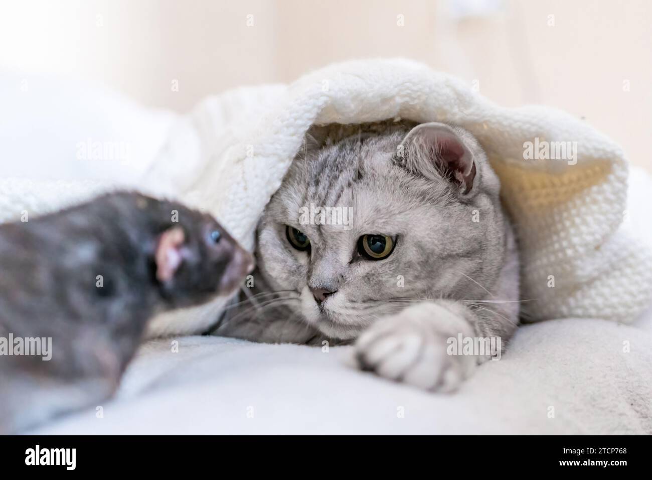 Cat and rat lie together on bed. Illustrating peaceful animal ...