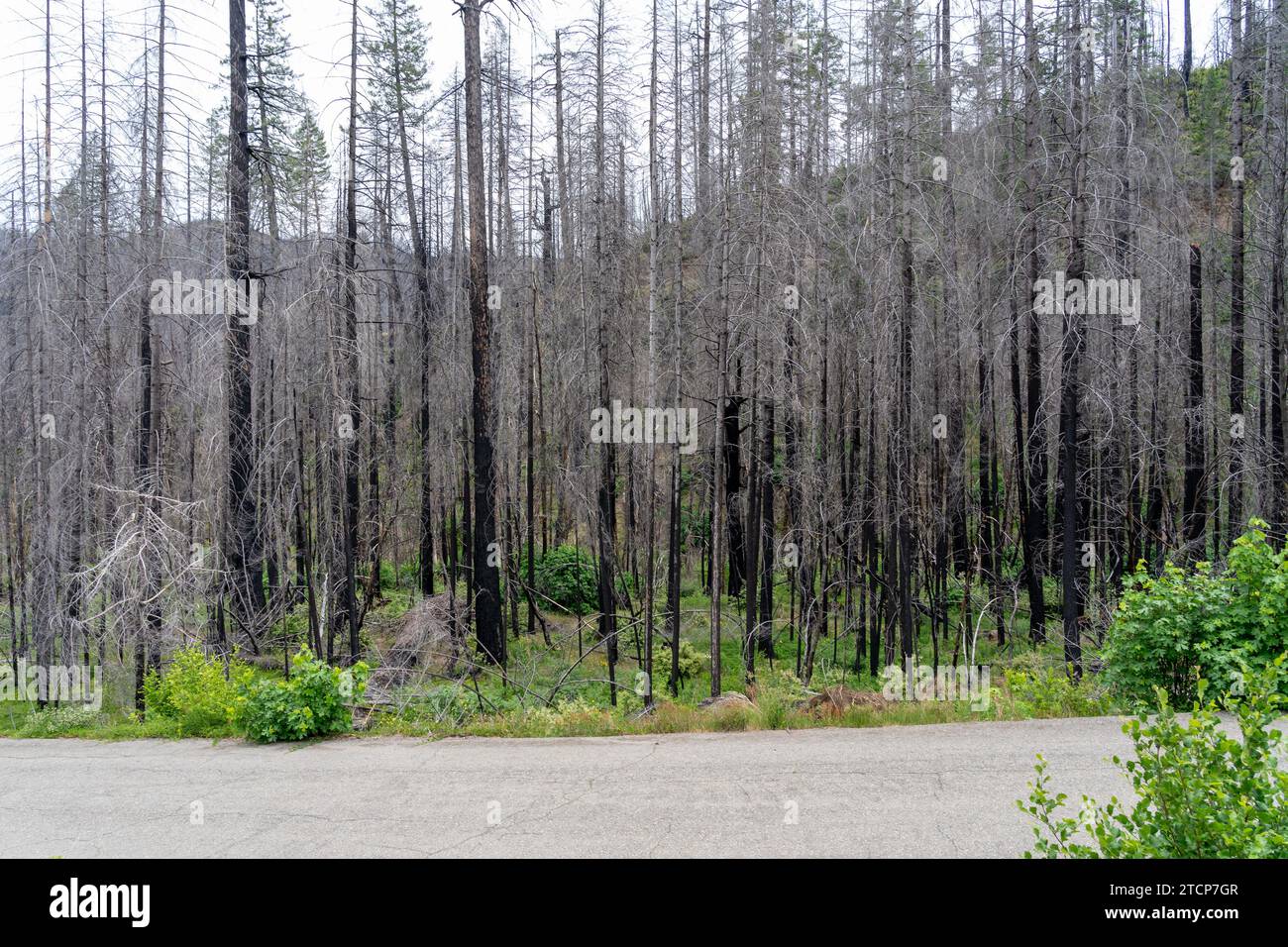 Burned dead trees after forest fire in Northern California Stock Photo ...