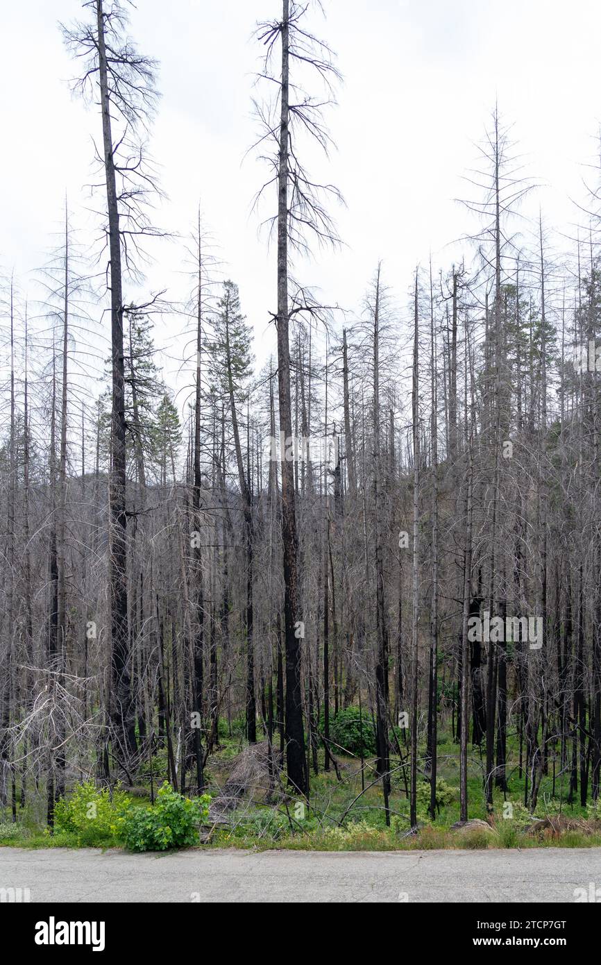 Burned trees after forest fire hi-res stock photography and images - Alamy